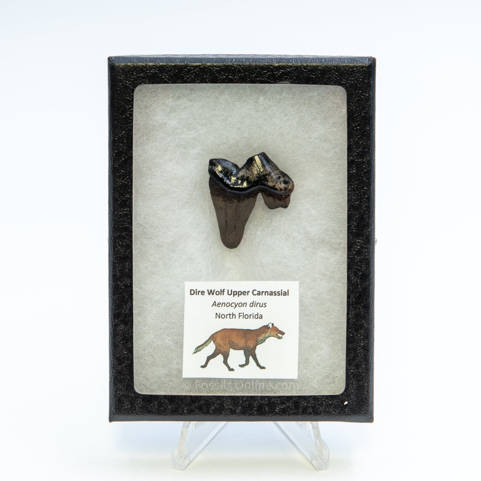 Carnivore Fossils