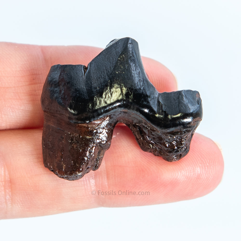 Carnivore Fossils
