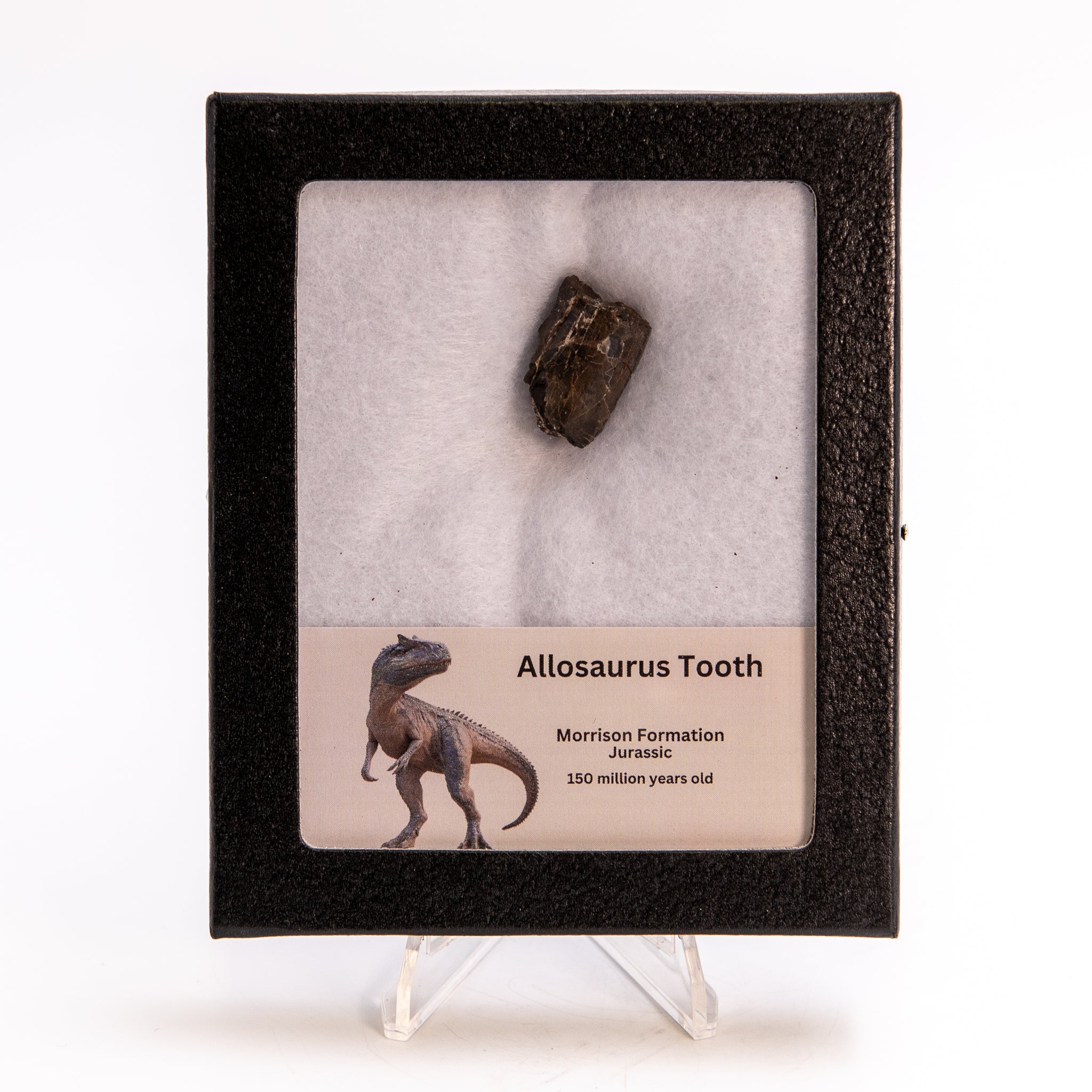 Allosaurus Tooth Morrison Formation Jurassic Dinosaur