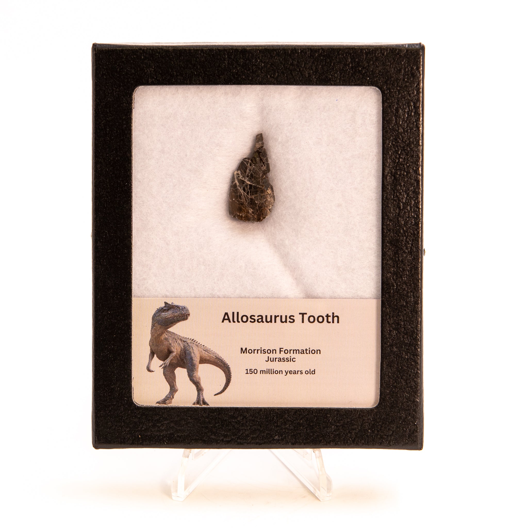 Allosaurus Jurassic Dinosaur Tooth 1.23"