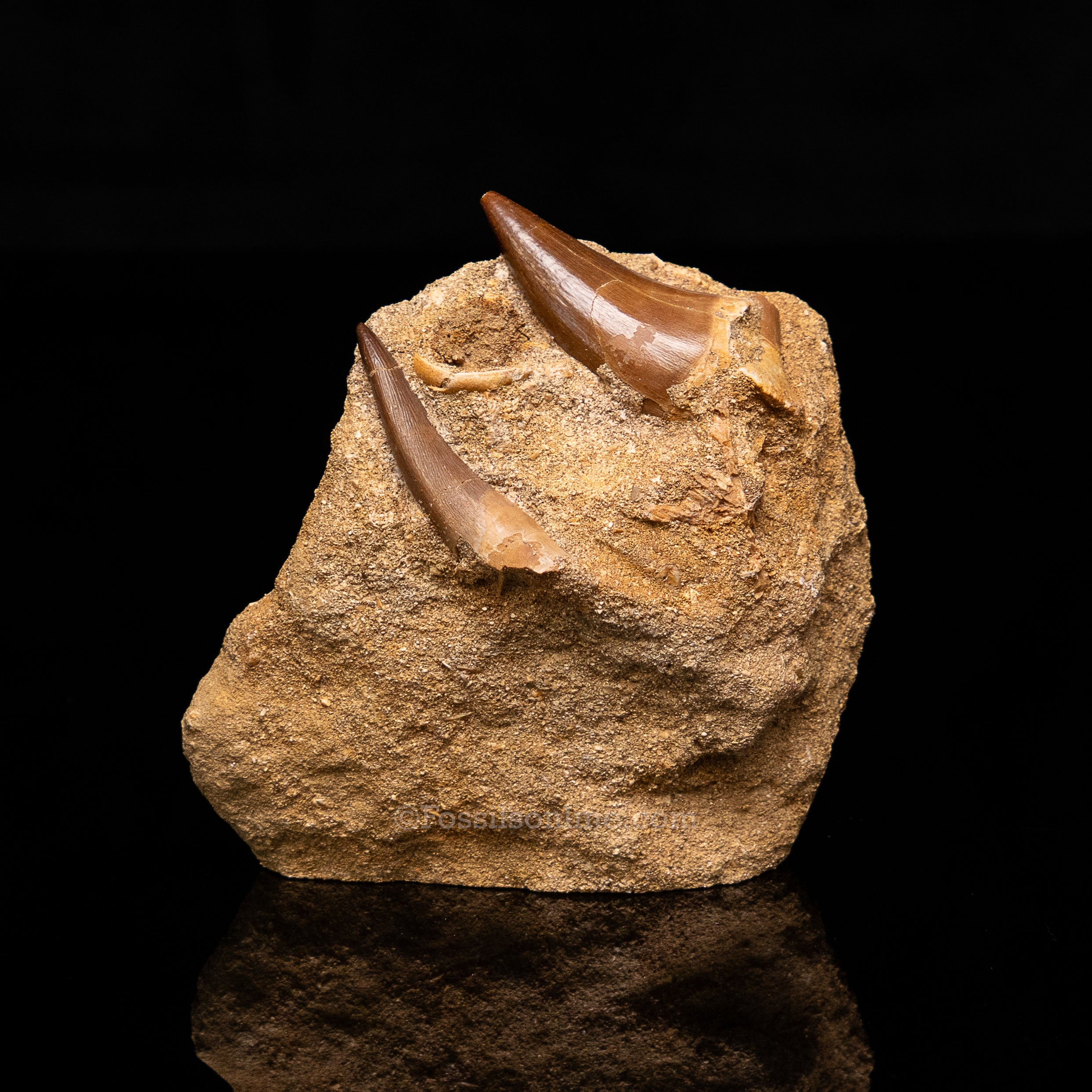 Mosasaurus Tooth in Matrix