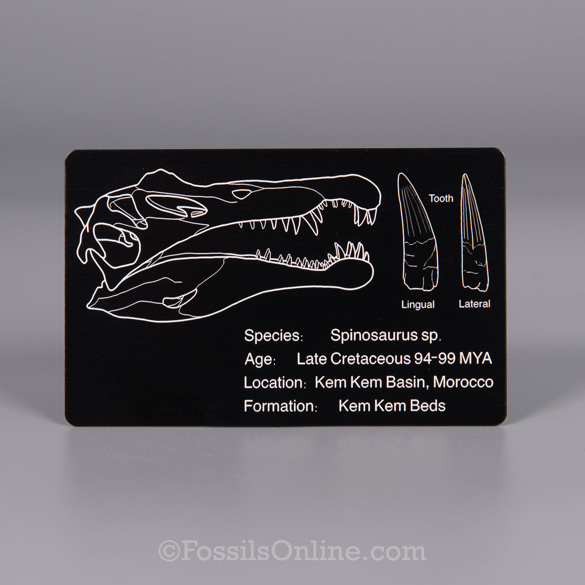 Spinosaurus Fossil ID Card