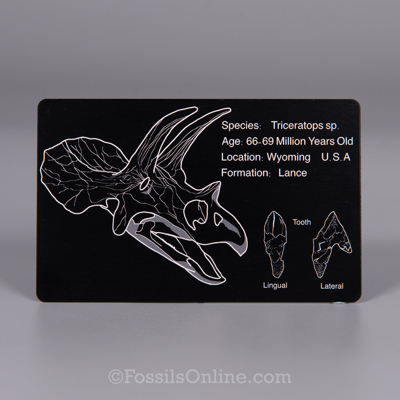Triceratops Fossil ID Card