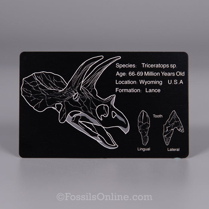 Triceratops Fossil ID Card