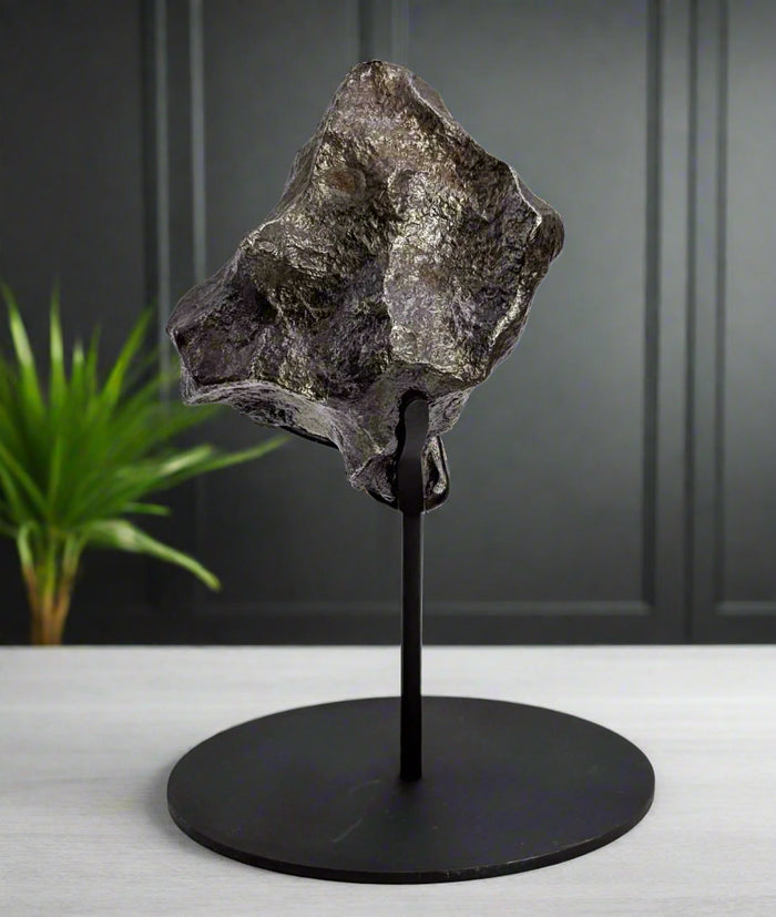 Authentic Fossils for Sale -- Buy Fossils Online