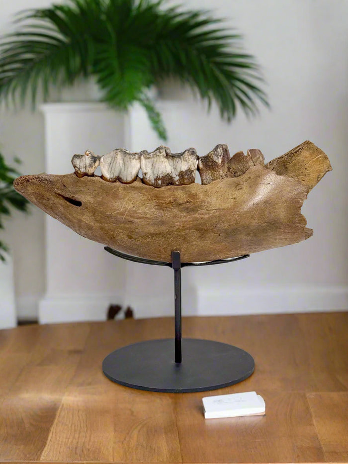 Cross Stand - Universal Display Stand