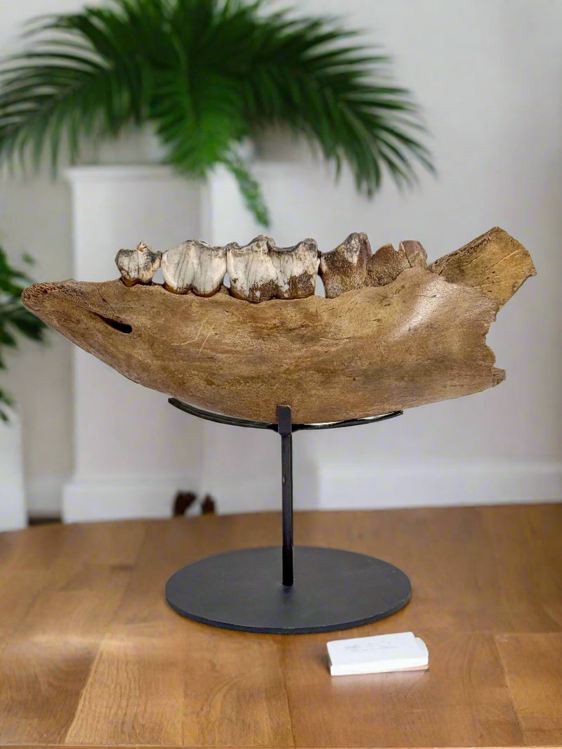 Cross Stand - Universal Display Stand