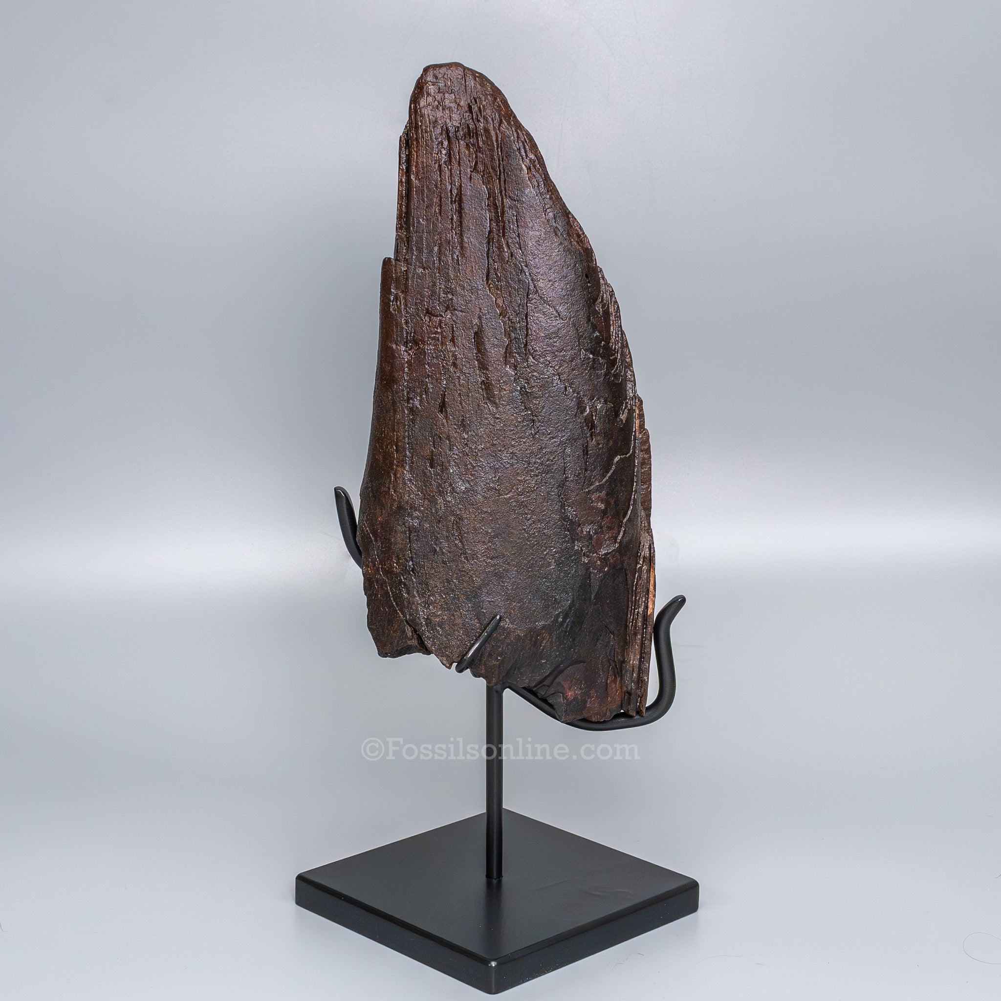 Mastodon Tusk Tip