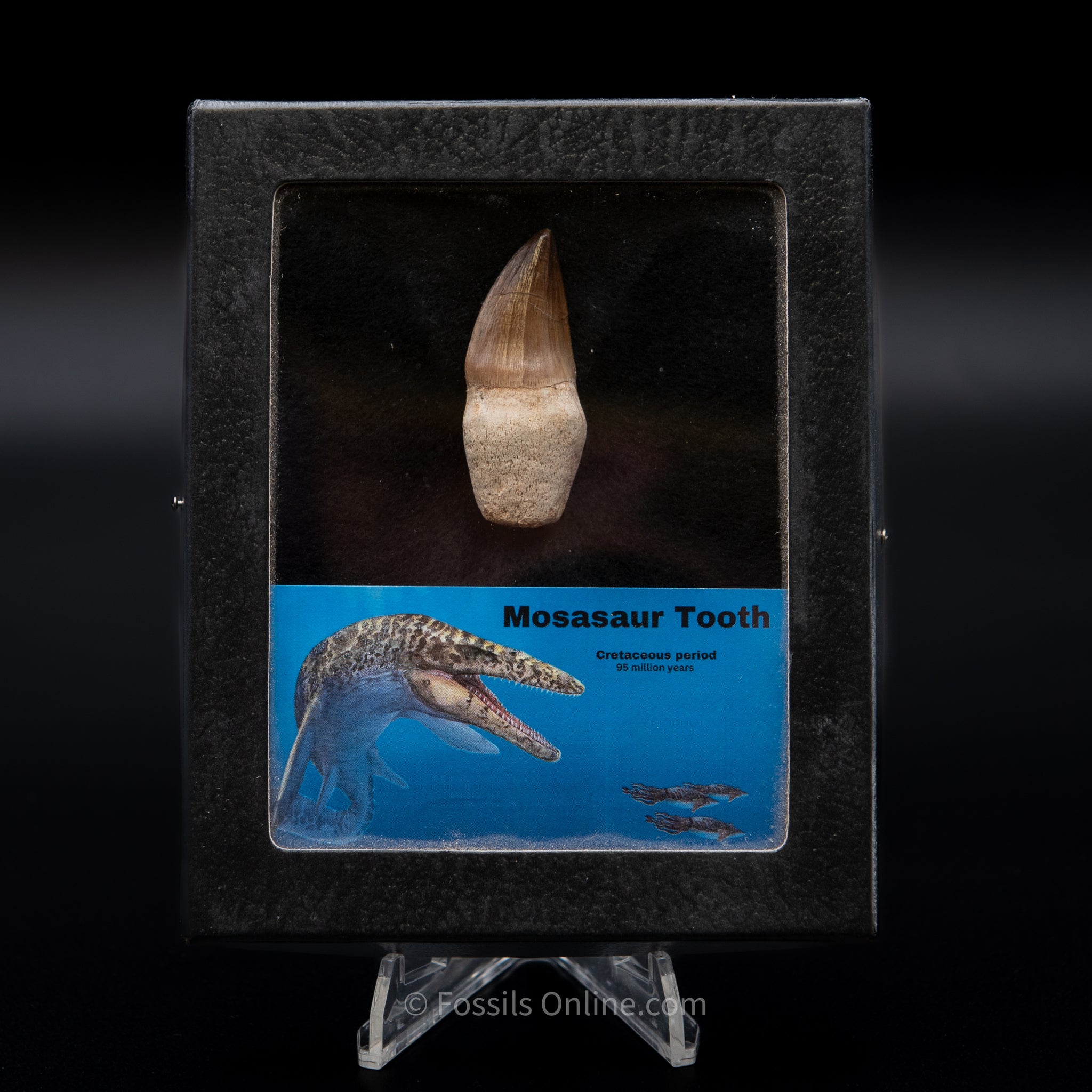 Rooted Mosasaurus Tooth