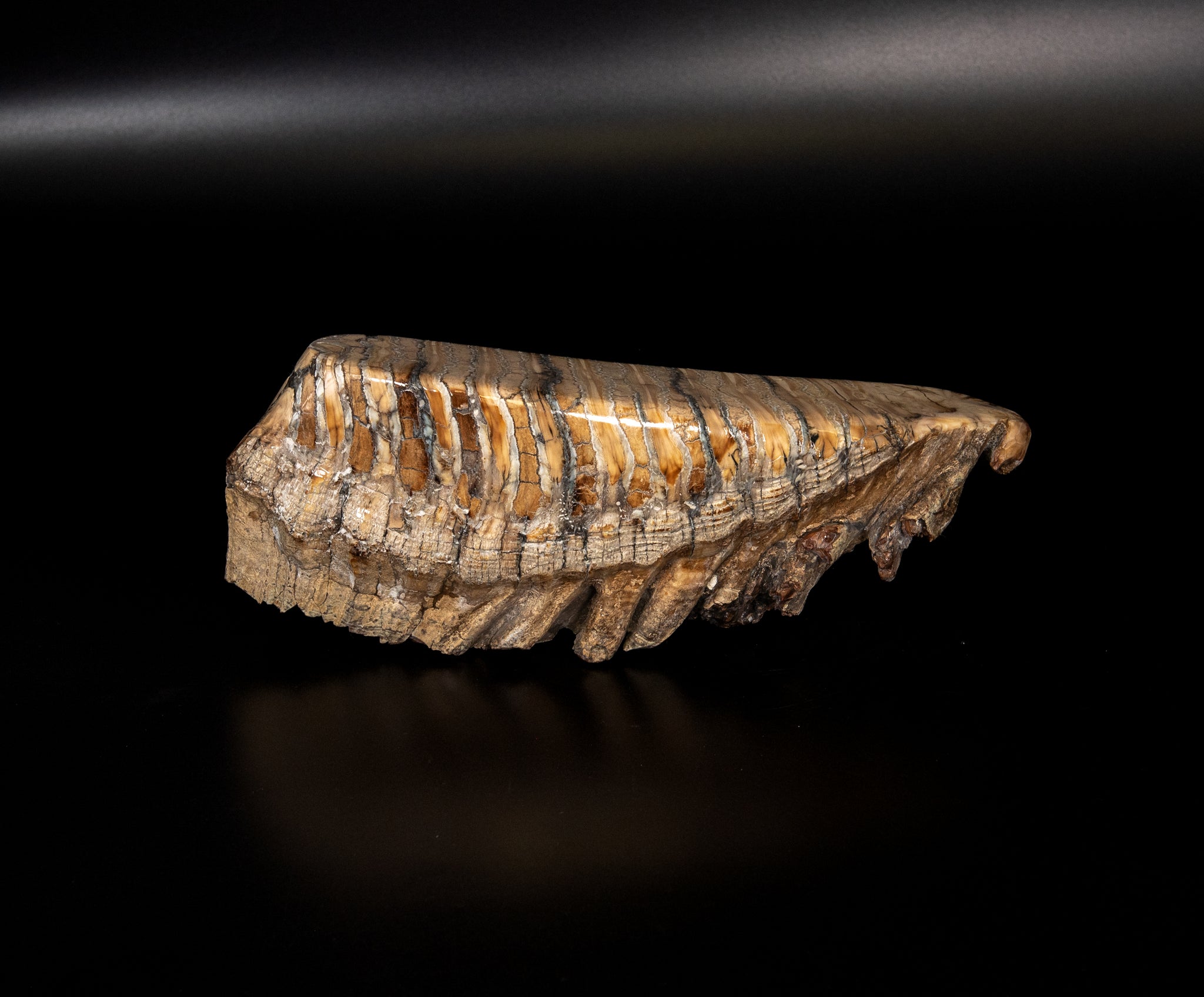 LG Polished Mammoth Tooth Siberia