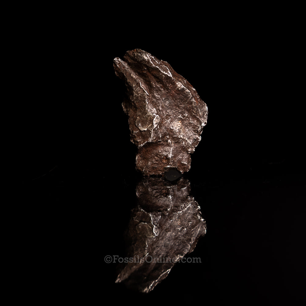 Authentic Fossils for Sale -- Buy Fossils Online