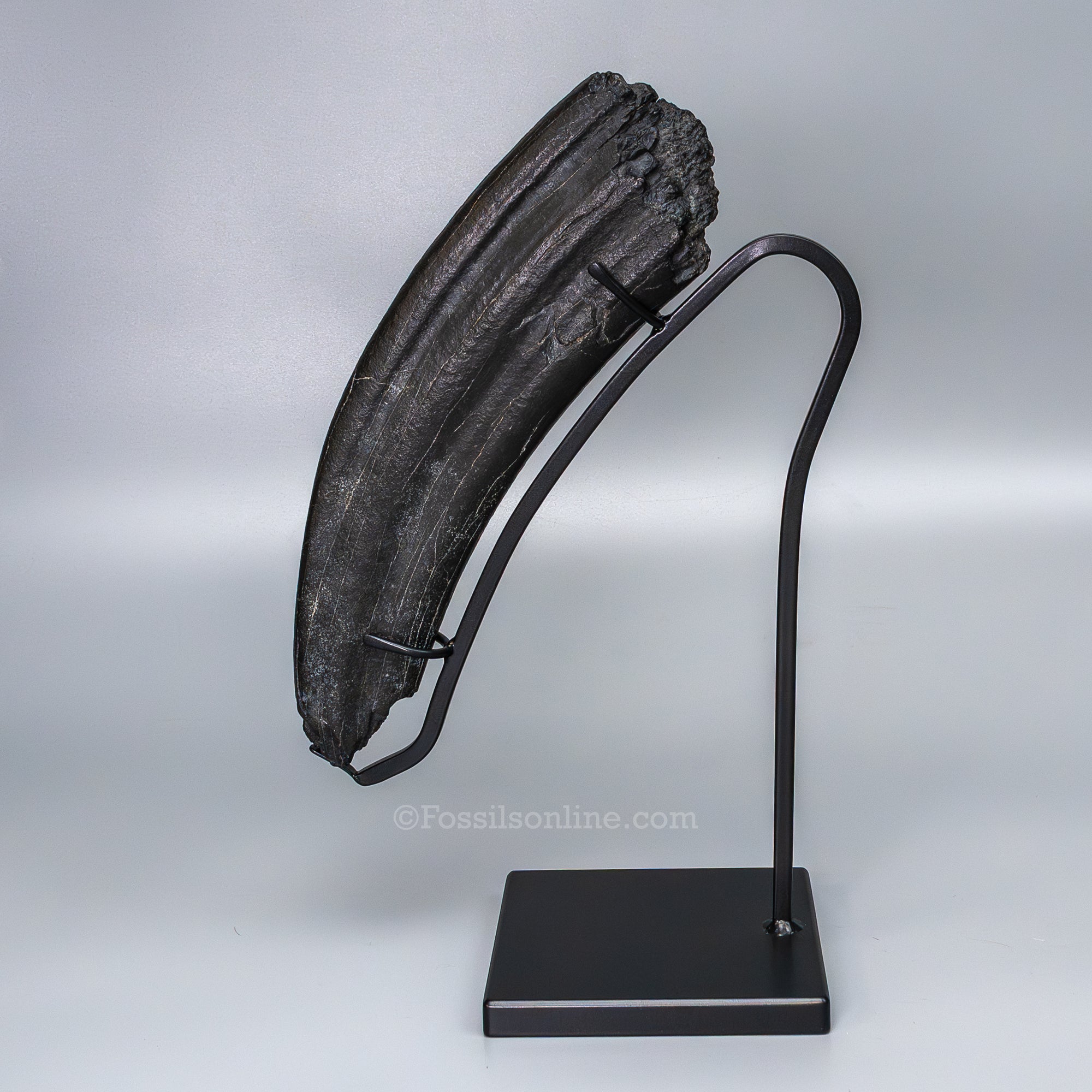 Fossil Walrus Tusk on Display Stand