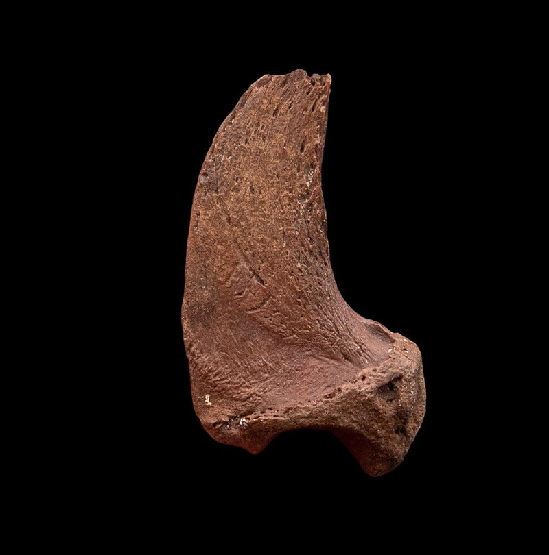 Carnivore Fossils