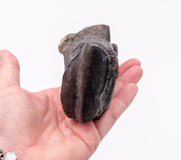 Super Megalonyx Fossil Giant Sloth Toe/Finger Bones Florida Fossils