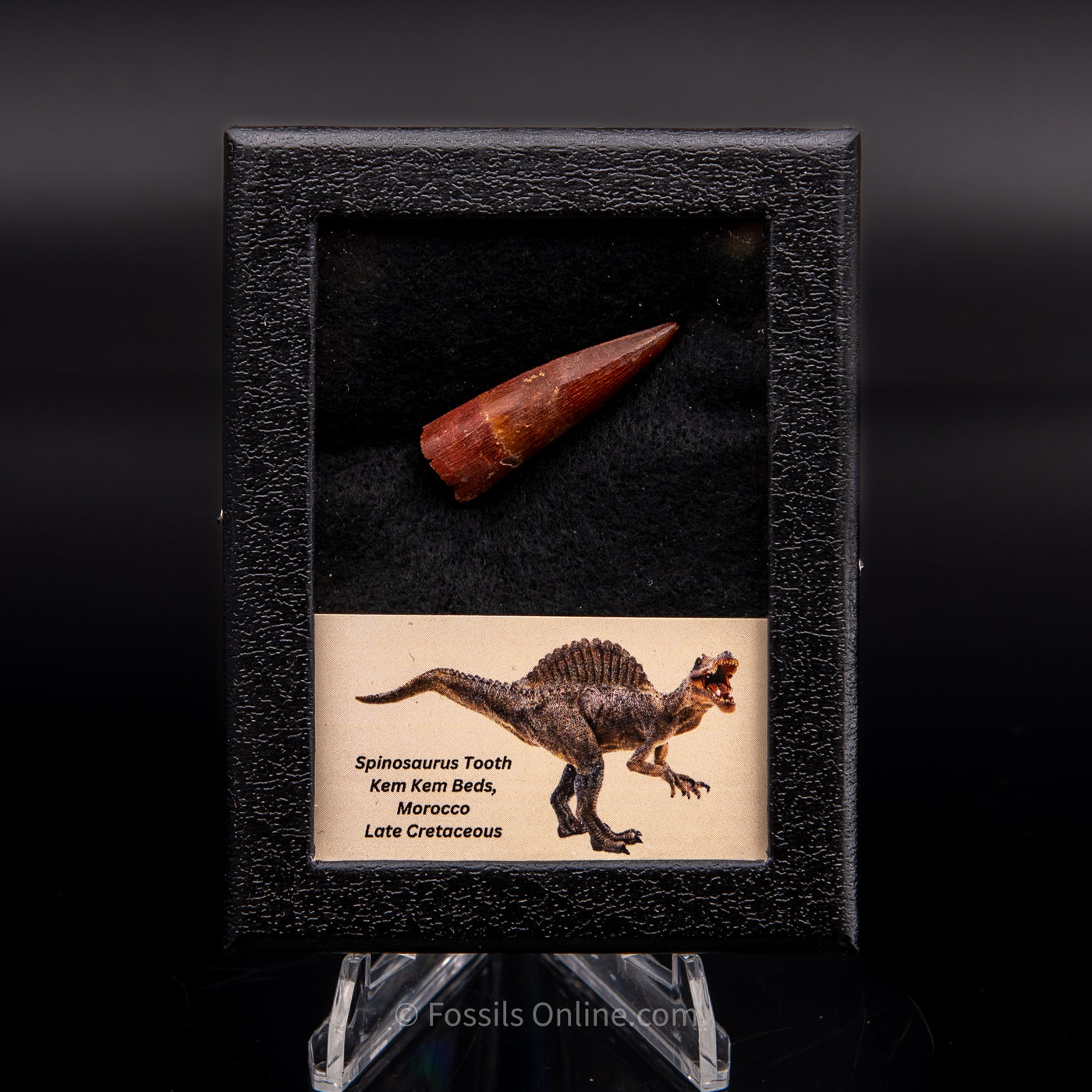 Spinosaurus Dinosaur Tooth Sm Case