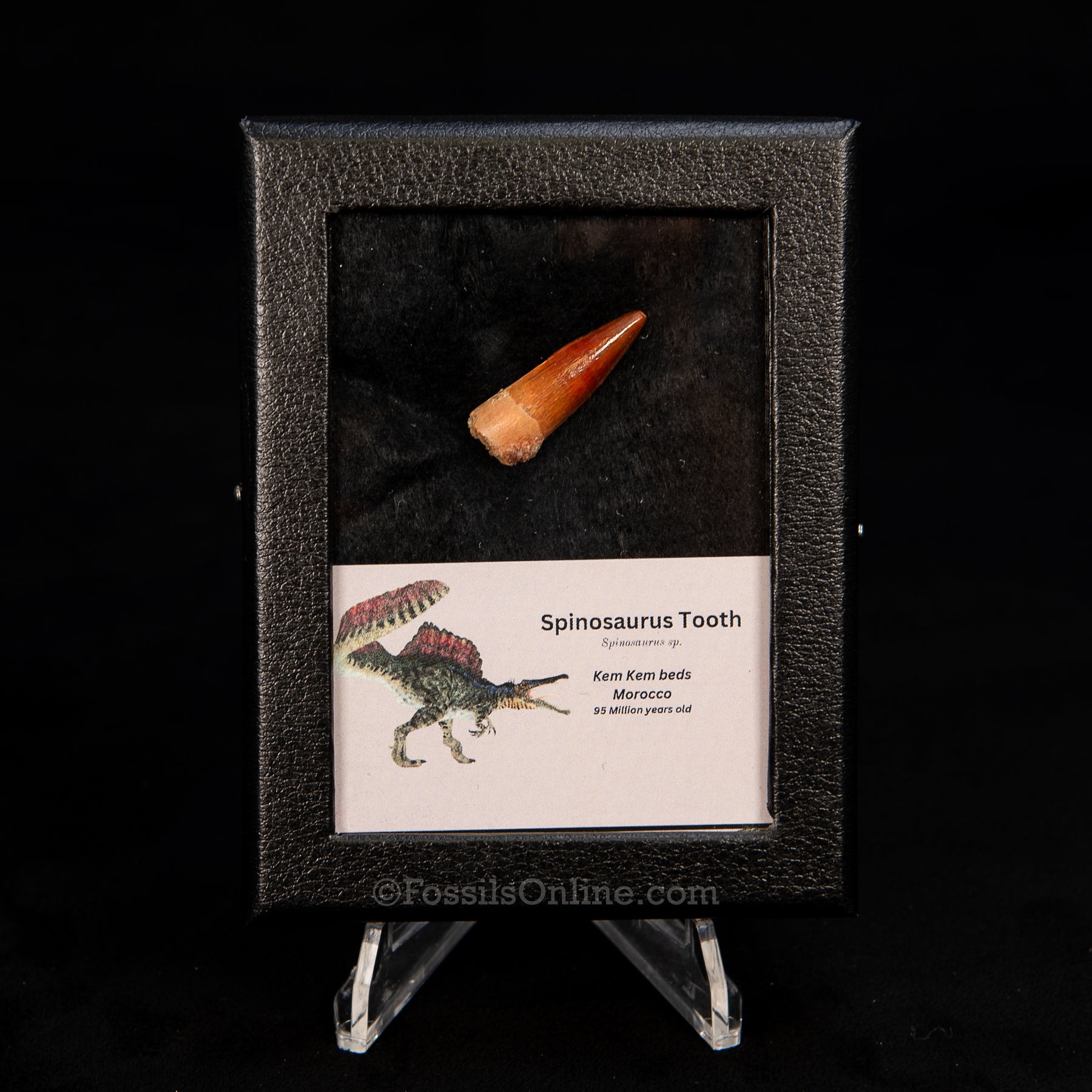 Authentic Fossils for Sale -- Buy Fossils Online