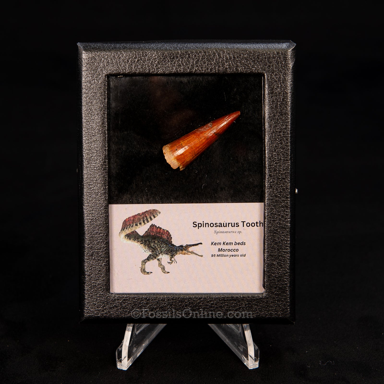 Authentic Fossils for Sale -- Buy Fossils Online