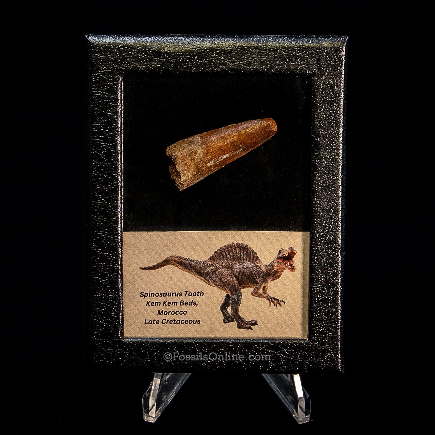 Spinosaurus Dinosaur Tooth Sm Case