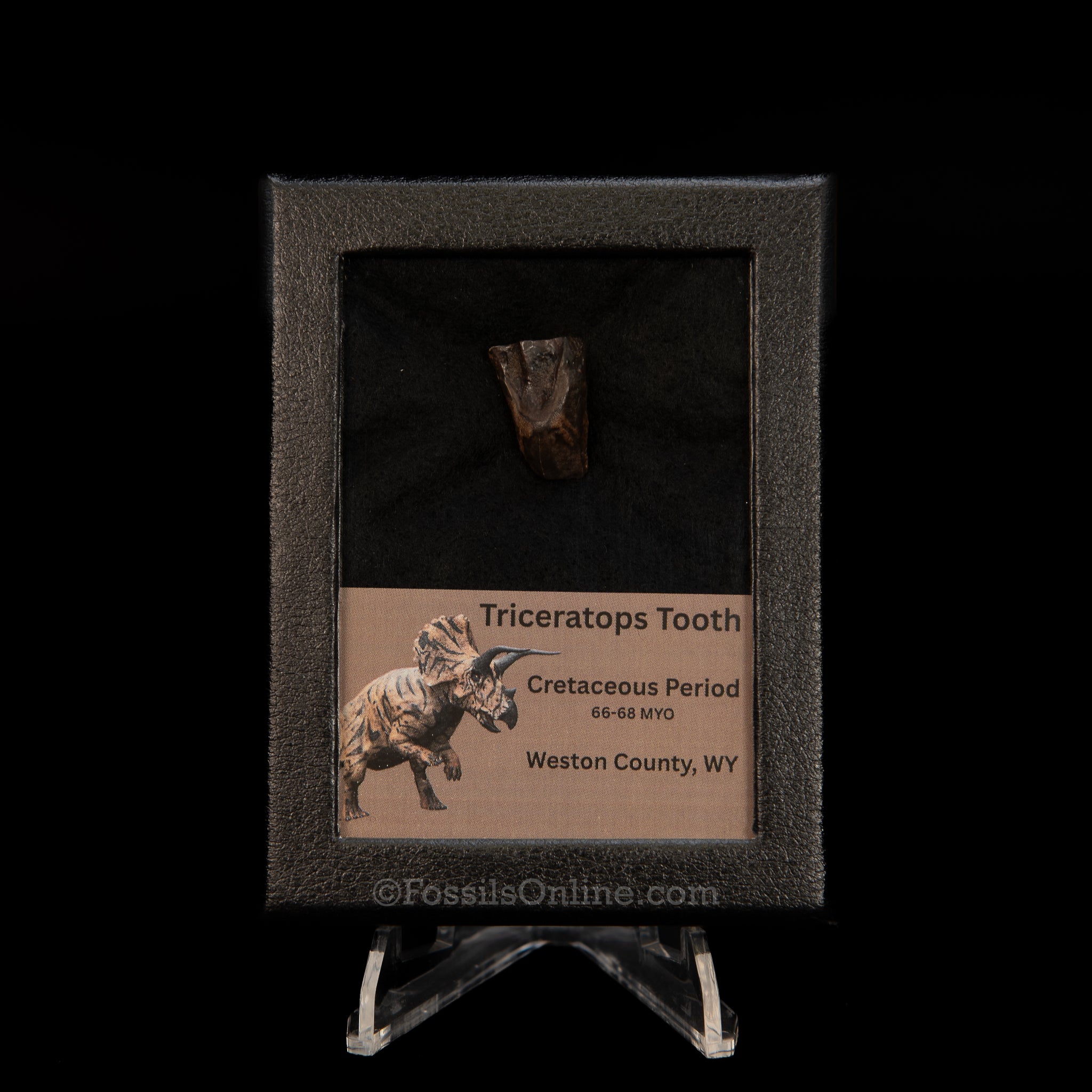 Triceratops Tooth Sm Case Lance FM